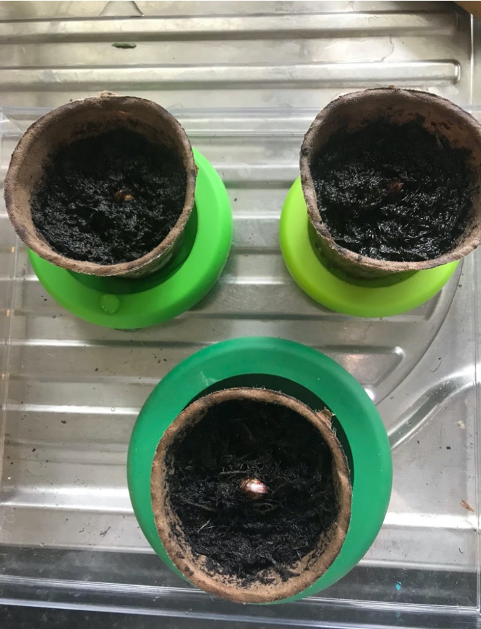 Hado Water Experiment | schoolofnaturalmedicine.com