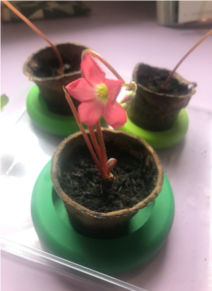 Hado Water Experiment | schoolofnaturalmedicine.com