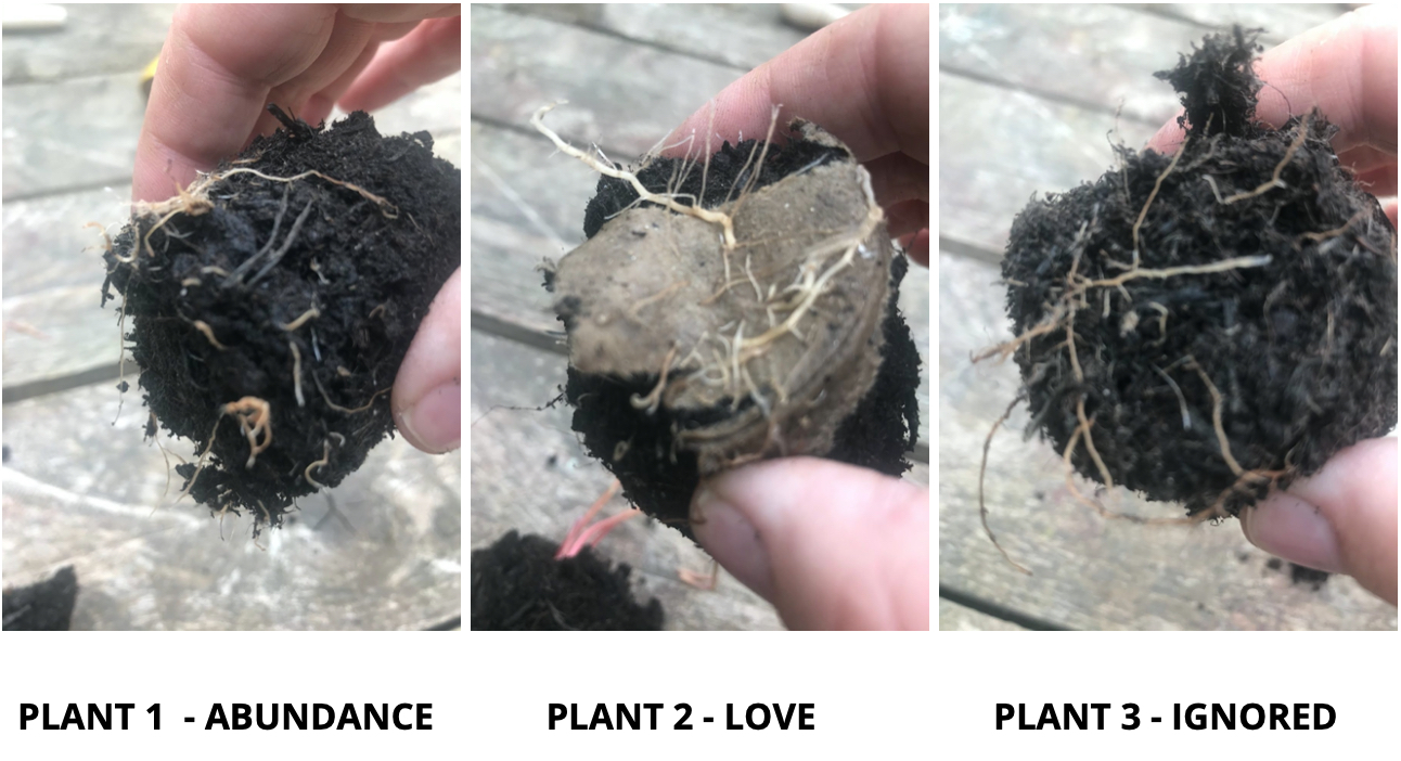 Hado Water Experiment | schoolofnaturalmedicine.com